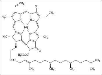 Mijmeringen: Over herfstkleuren